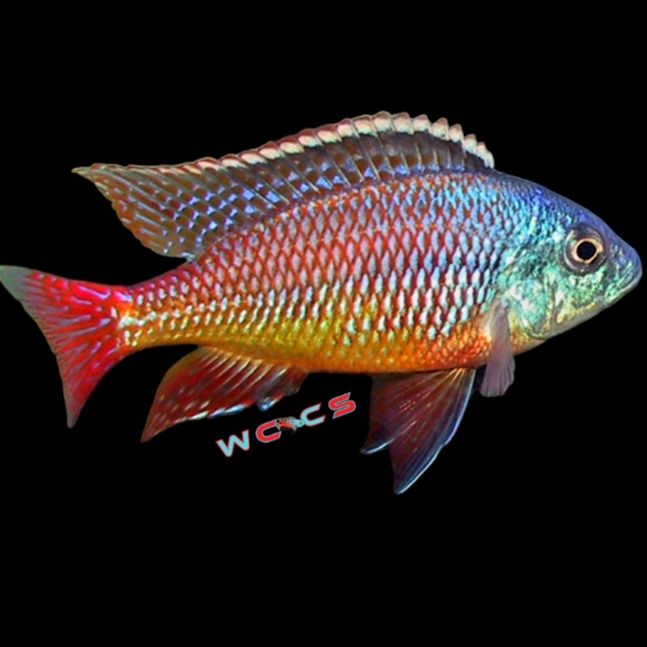 fire hap cichlid