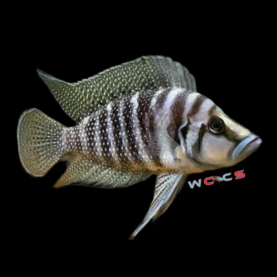 White Calvus | West Coast Cichlid Supply LLC