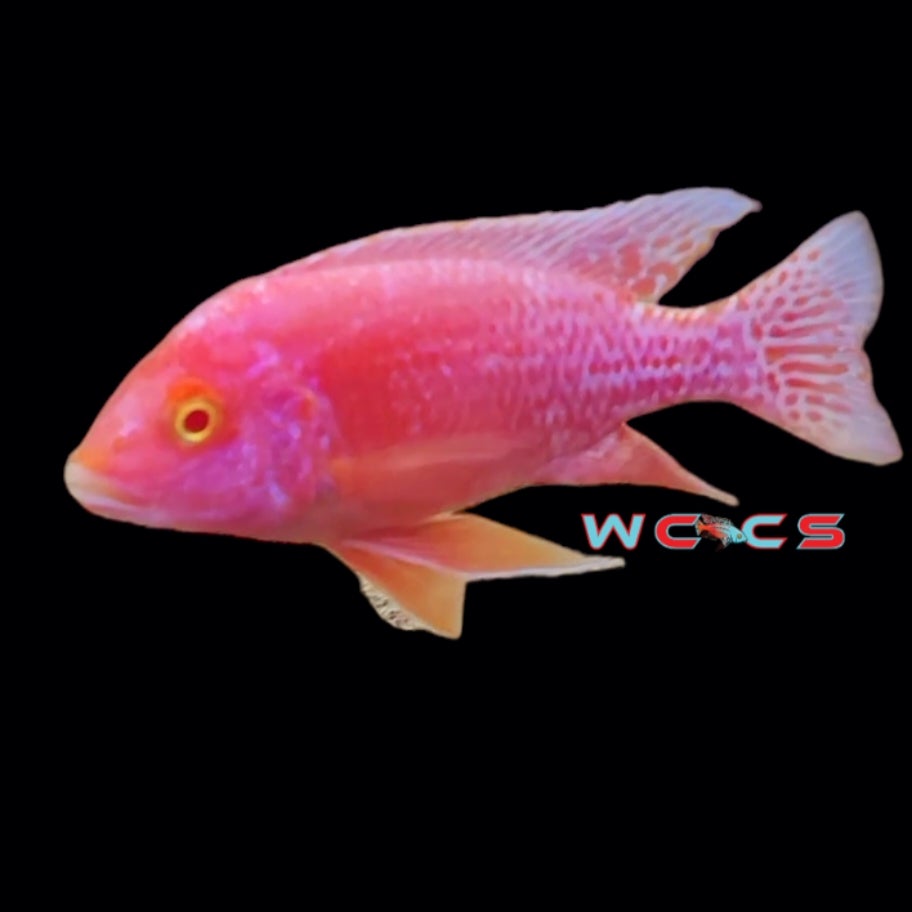 super red cichlid