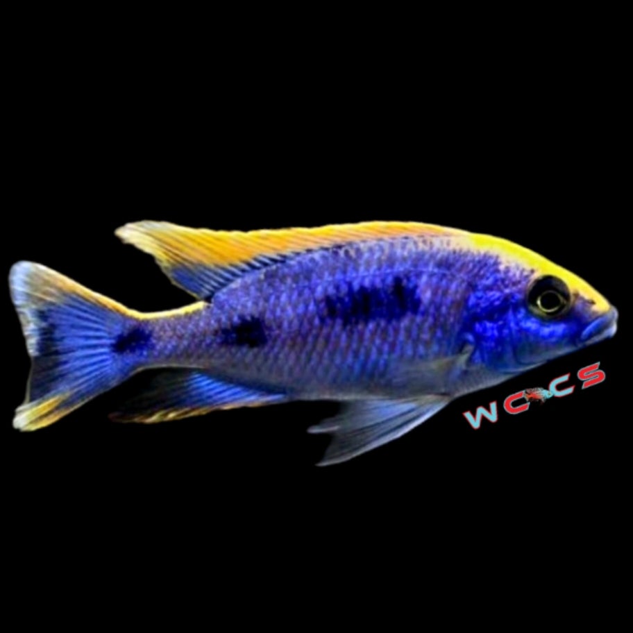 white blaze hap cichlid