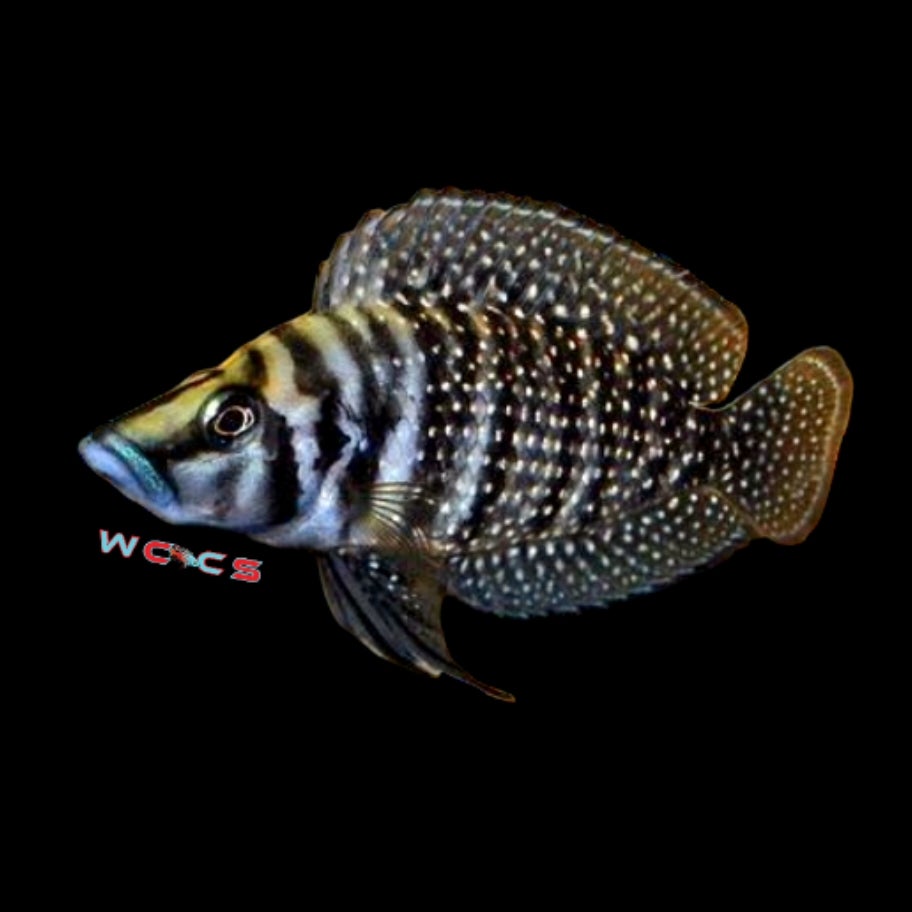 compressiceps cichlid