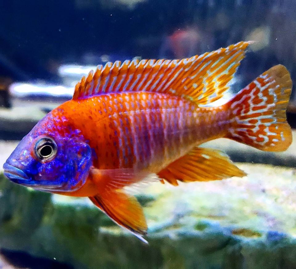 ruby red peacock