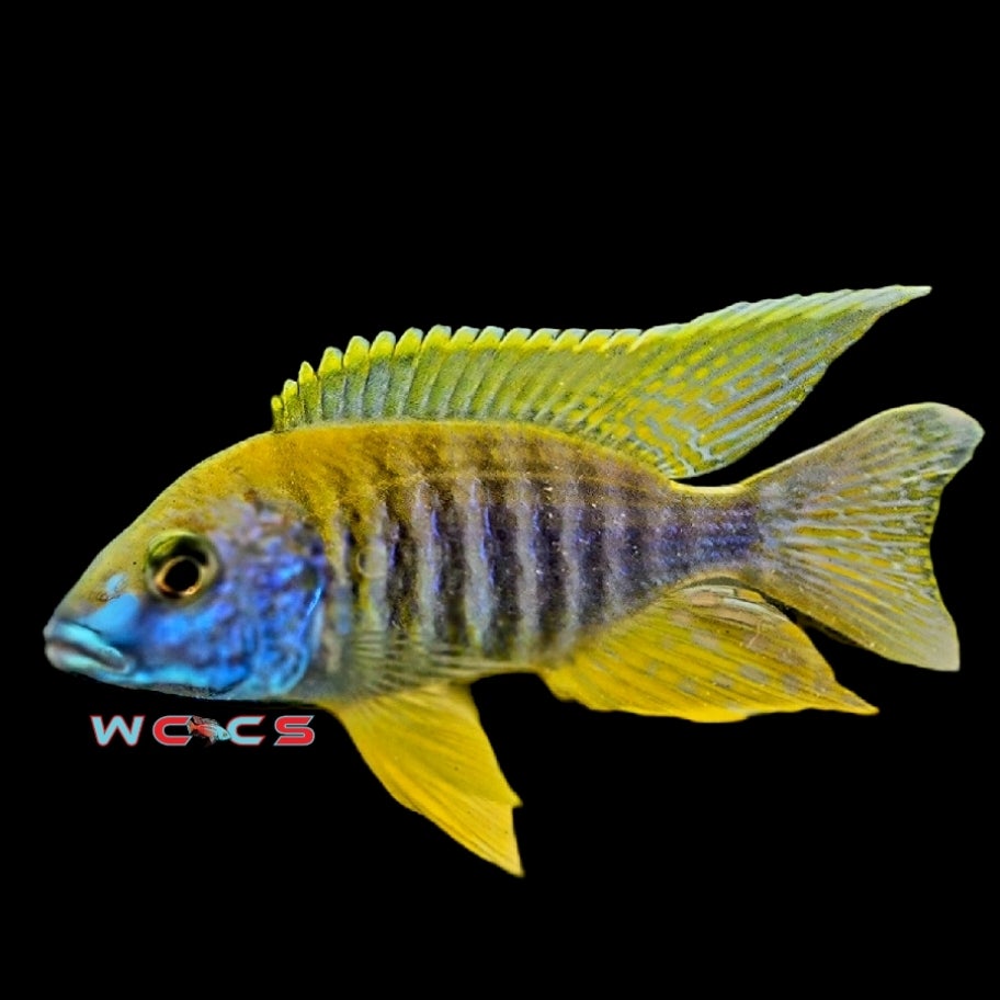 Aulonocara Lemon Jake